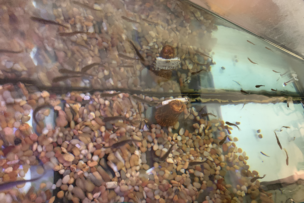 Trout in the Classroom - Asbury Woods