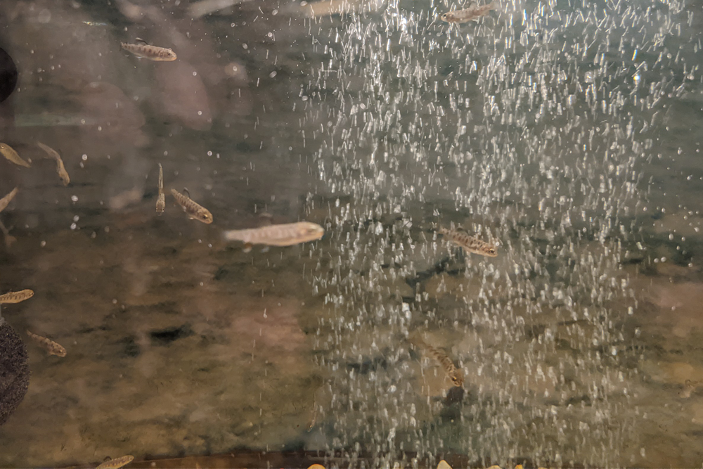 Trout in the Classroom - Asbury Woods