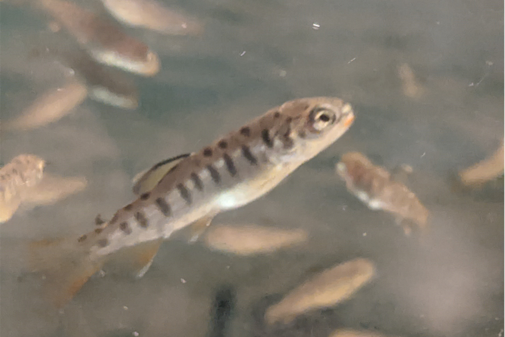 Trout in the Classroom - Asbury Woods