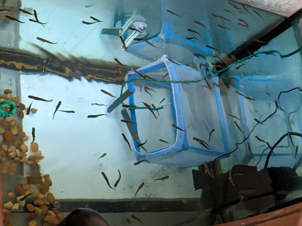 Trout in the Classroom - Asbury Woods