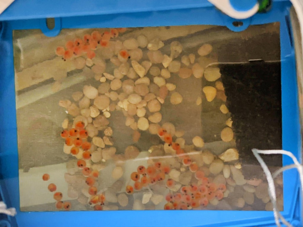 Trout in the Classroom - Asbury Woods