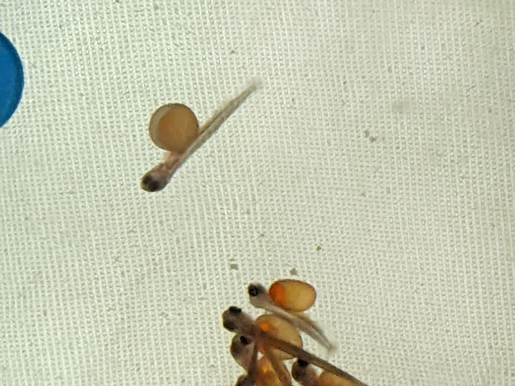 Trout in the Classroom - Asbury Woods