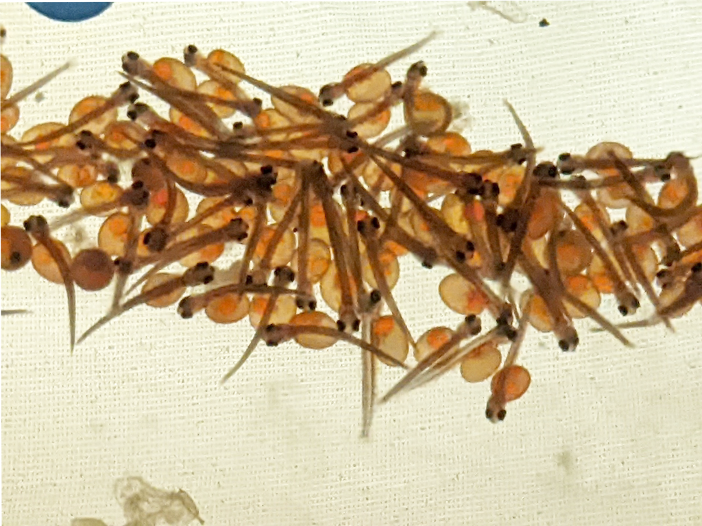 Trout in the Classroom - Asbury Woods