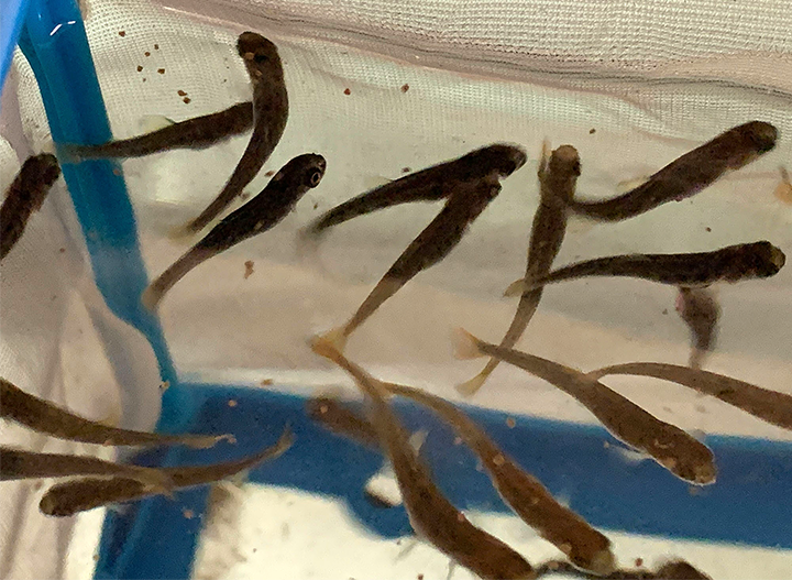 Trout in the Classroom - Asbury Woods