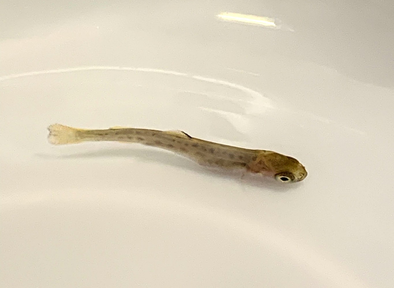 Trout in the Classroom - Asbury Woods