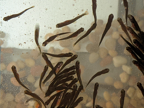 Trout in the Classroom - Asbury Woods