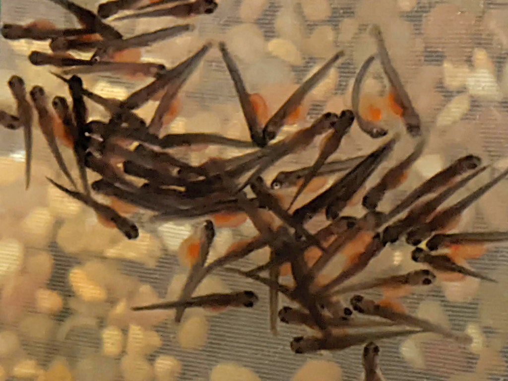 Trout in the Classroom - Asbury Woods